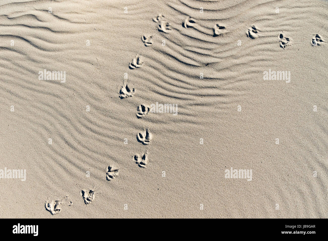 Animal tracks in the sand, dunes, mudflat, North Sea, North Holland ...