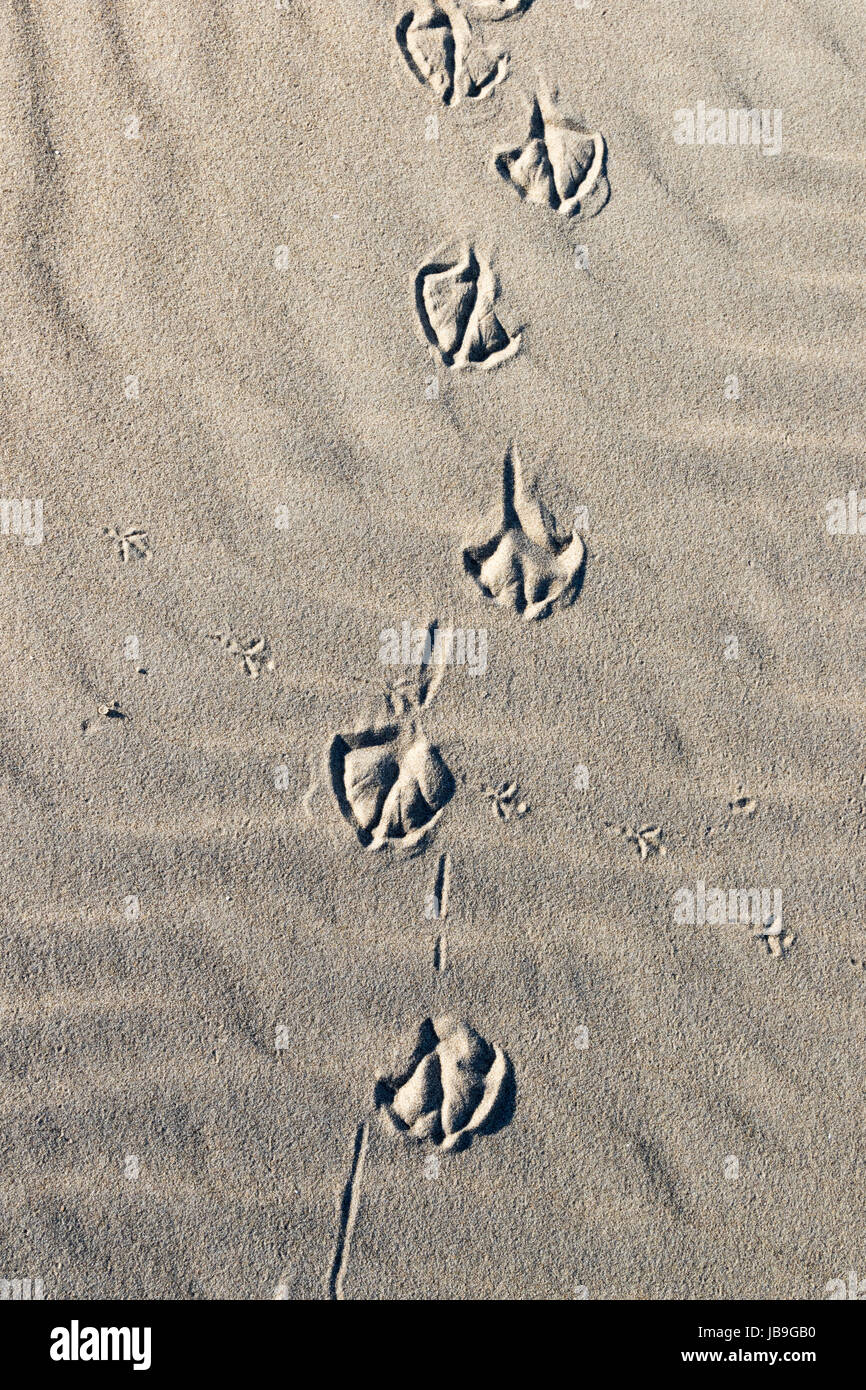 Animal tracks in the sand, dunes, mudflat, North Sea, North Holland ...