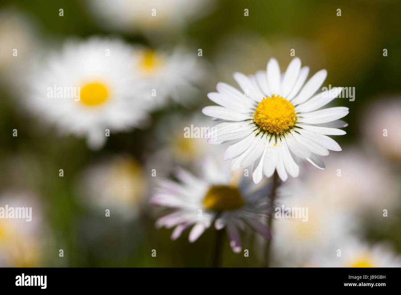 Daisies (Bellis perennis) North Rhine-Westphalia, Germany Stock Photo ...