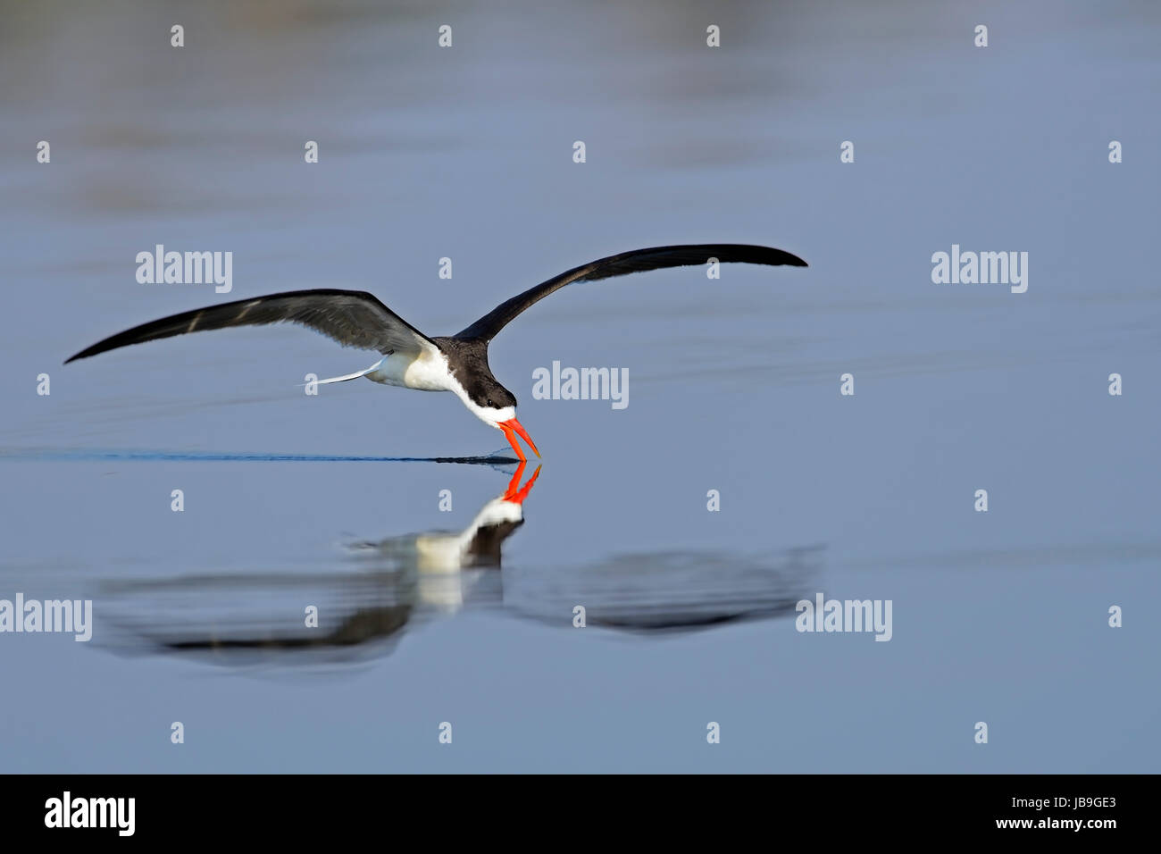 African skimmer (Rynchops flavirostris), fishing, Chobe River, Chobe ...