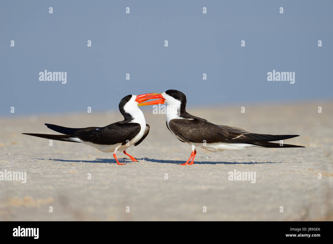 African skimmer (Rynchops flavirostris), animal pair courtship display ...