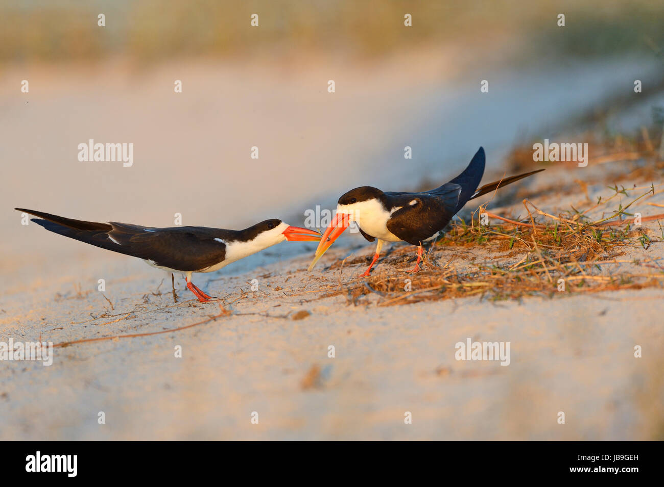 African skimmer (Rynchops flavirostris), animal pair courtship display ...
