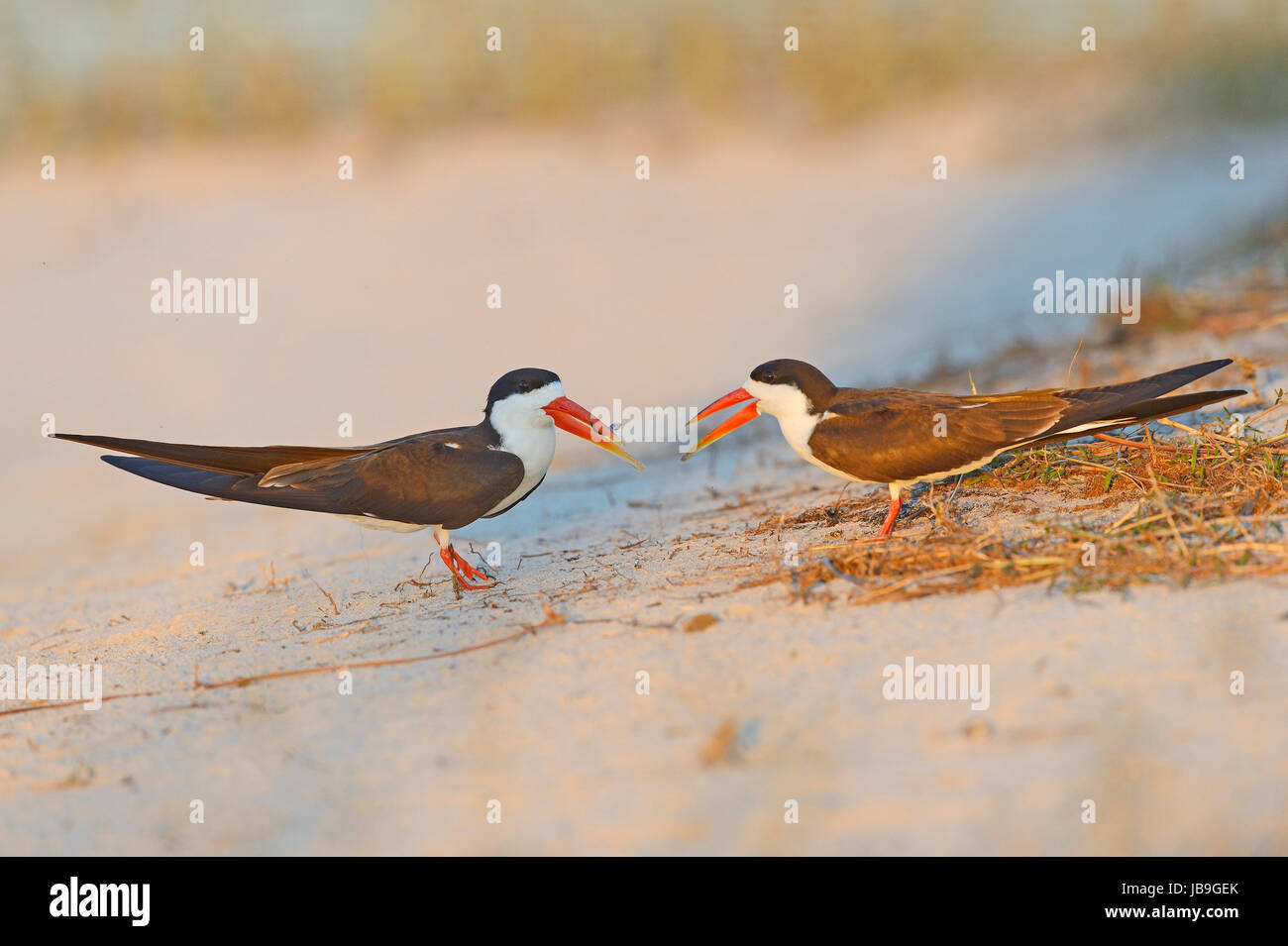 African skimmer (Rynchops flavirostris), handing over prey, Chobe River ...