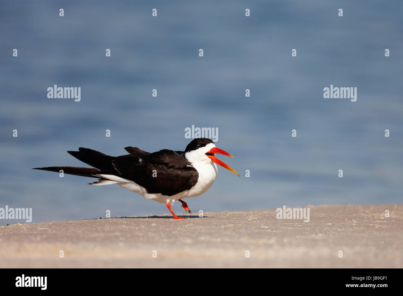 African skimmer (Rynchops flavirostris) on the shore, Chobe River ...