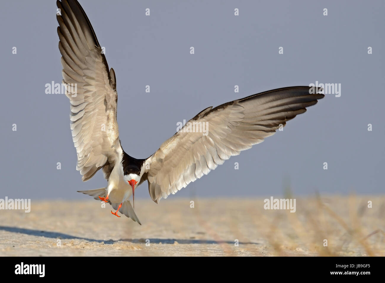 African skimmer bird hi-res stock photography and images - Alamy