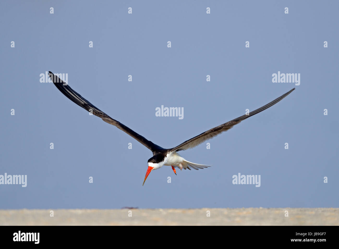 African skimmer (Rynchops flavirostris) in flight, Chobe River, Chobe ...