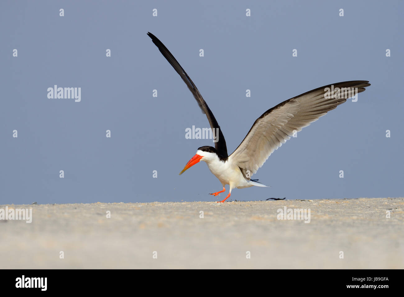 African skimmer (Rynchops flavirostris) landing, Chobe River, Chobe ...