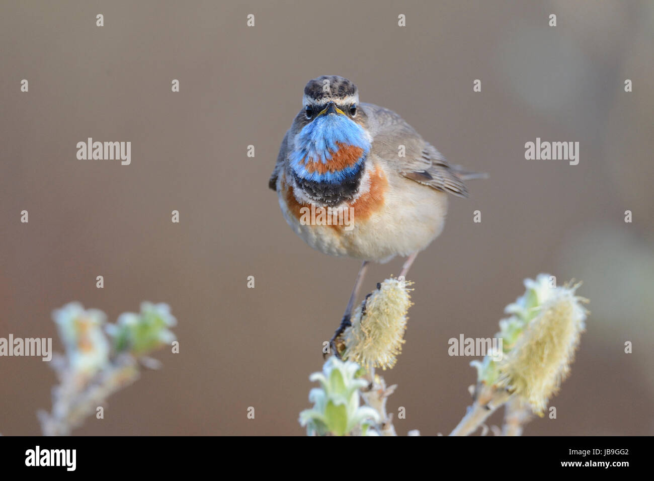 Red-spotted bluethroat (Luscinia svecica svecica), male, Norway Stock ...