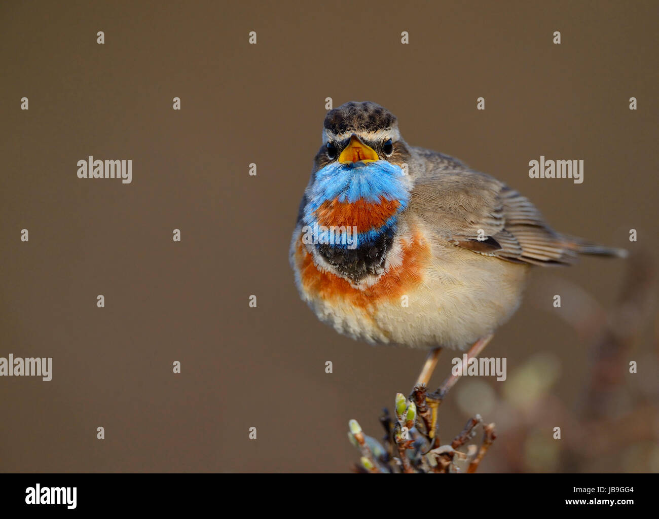 Singing Red-spotted bluethroat (Luscinia svecica svecica), singing male ...