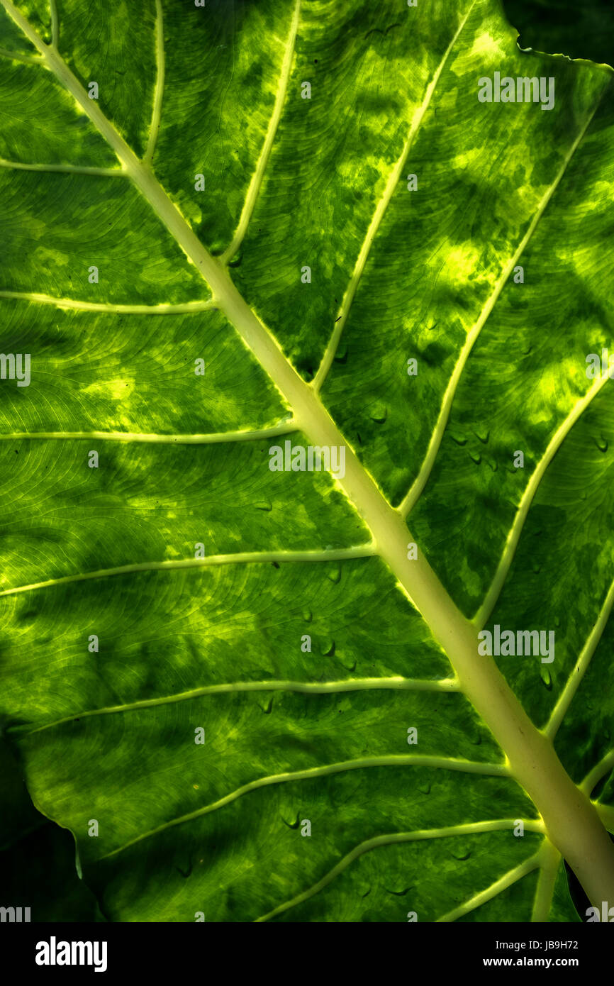 green nature leaf Stock Photo - Alamy