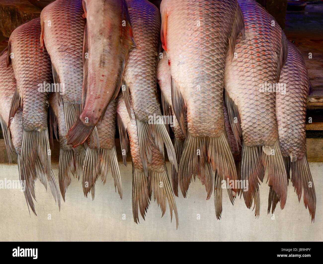 Close up of pinky-white fresh fish piled on a market stall in Myanmar ...