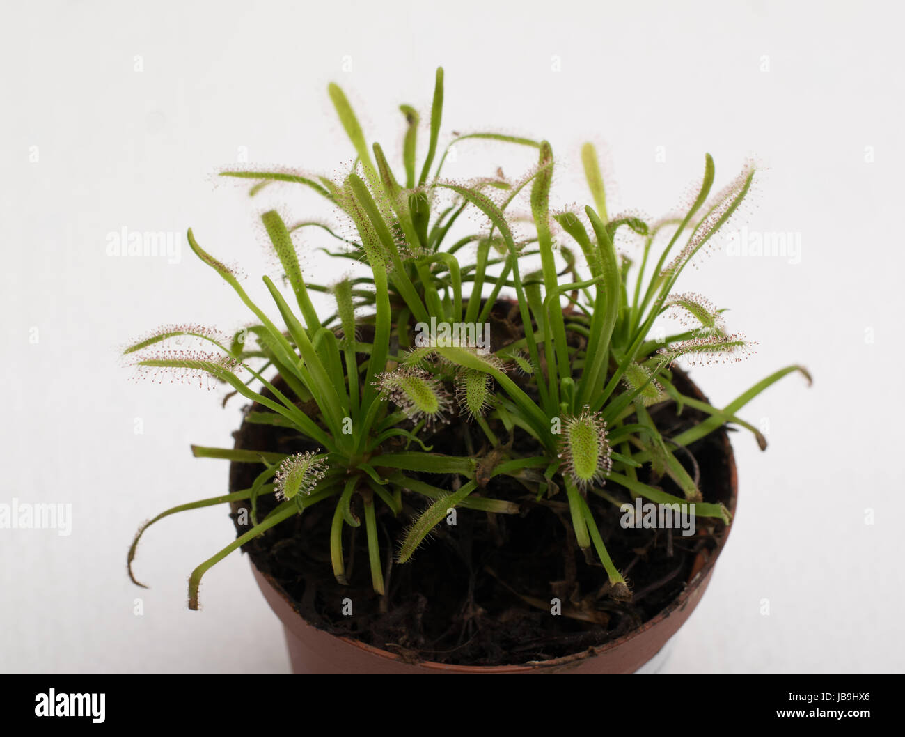 Sundew plant hi-res stock photography and images - Alamy
