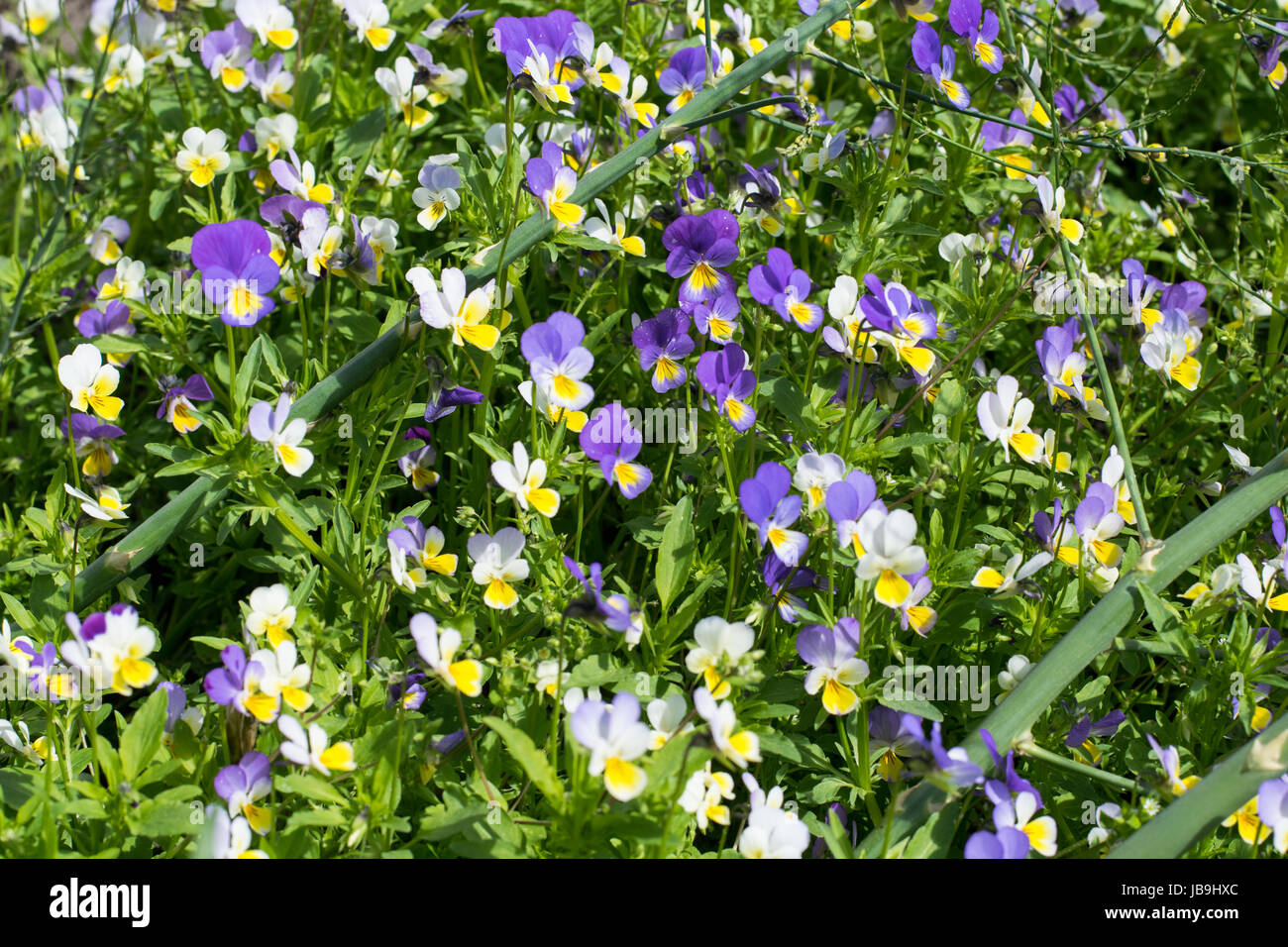 violaa tricolour wild flowers Stock Photo - Alamy