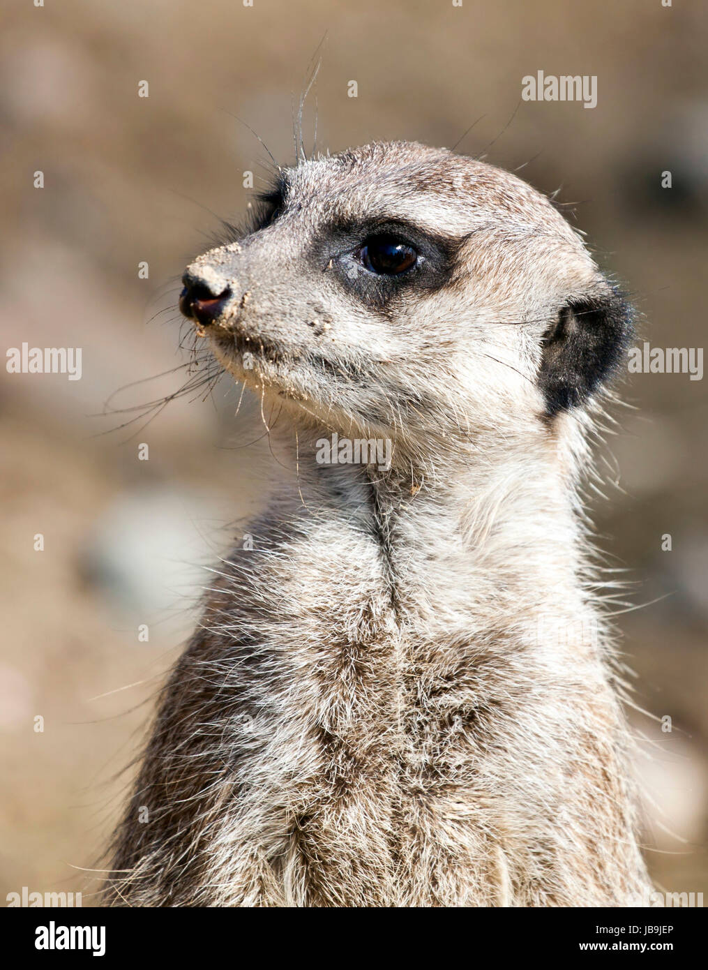 Portrait of funny meerkat Stock Photo - Alamy