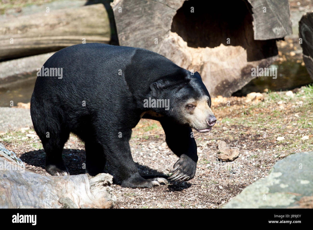 Asiatic black bear pakistan hi-res stock photography and images - Alamy