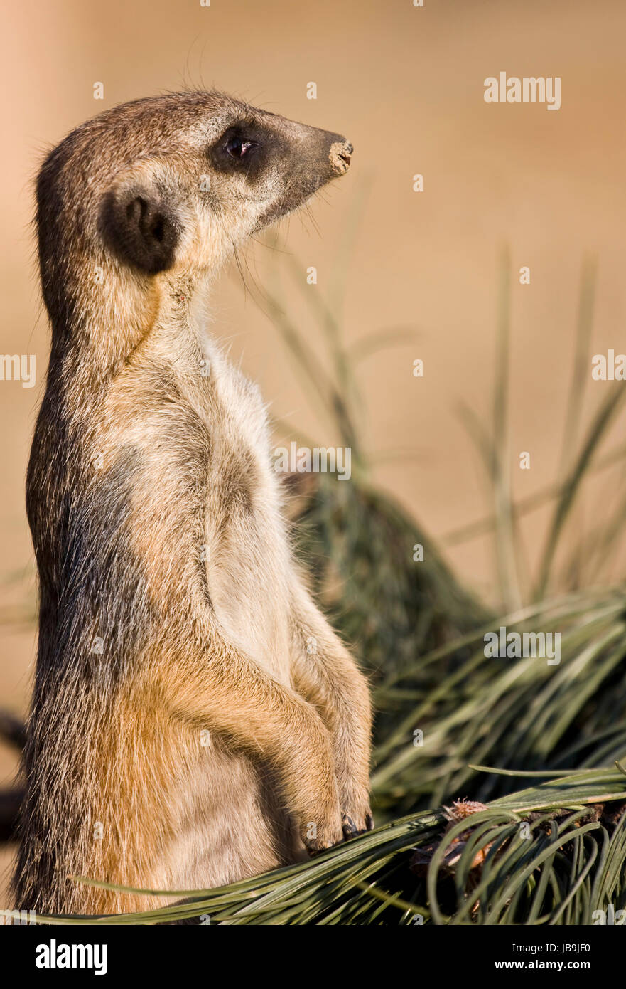 Portrait of funny meerkat Stock Photo - Alamy