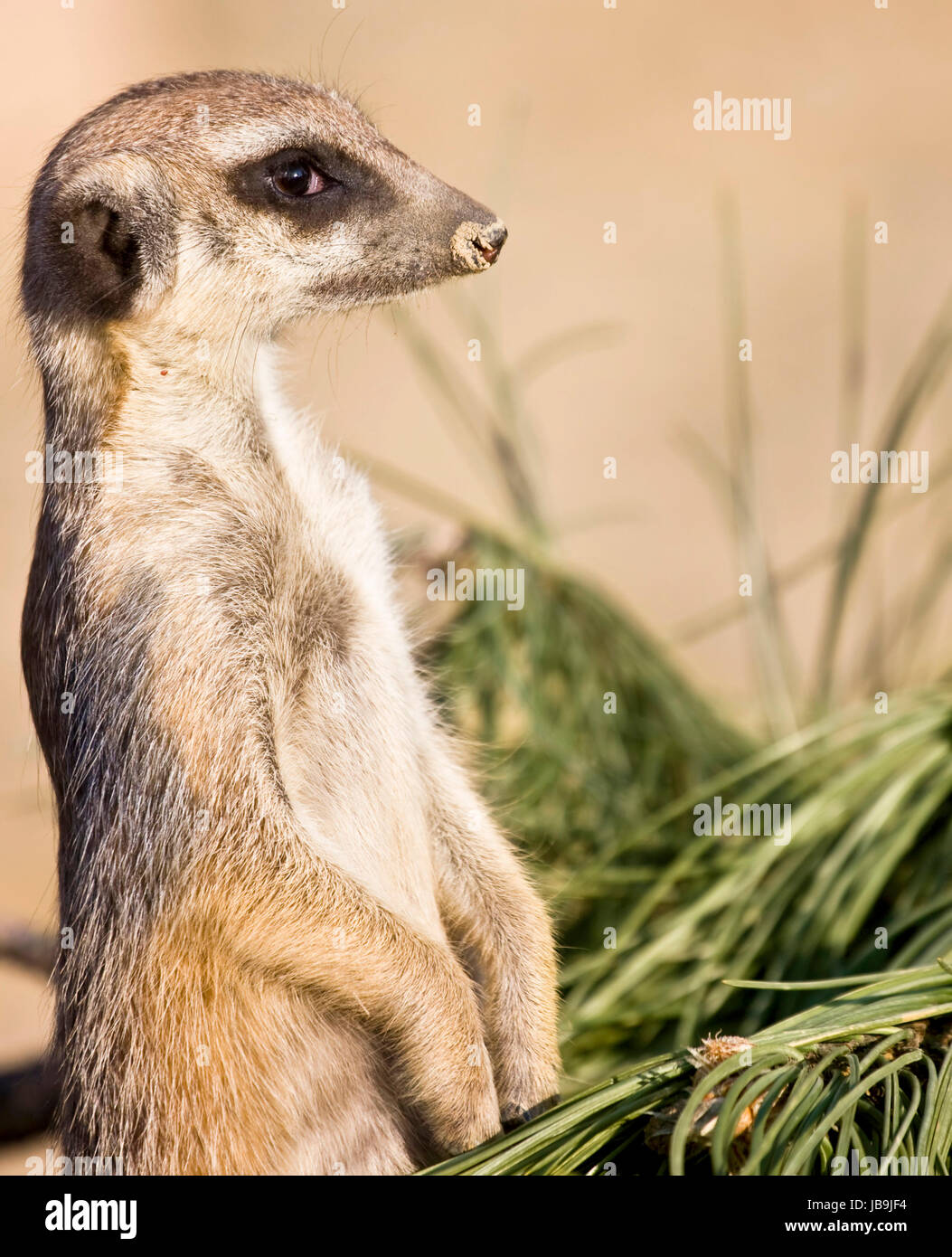 Portrait of funny meerkat Stock Photo - Alamy