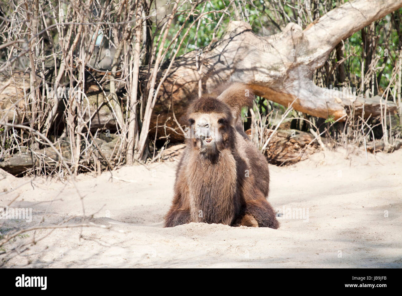 Bactrian Camels sitting Stock Photo - Alamy