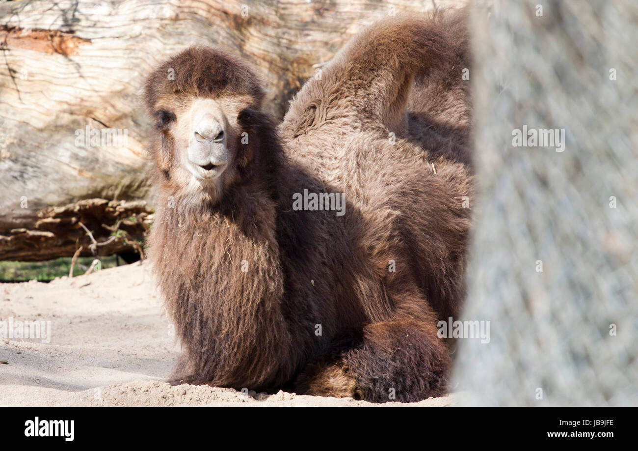 Bactrian Camels sitting Stock Photo - Alamy