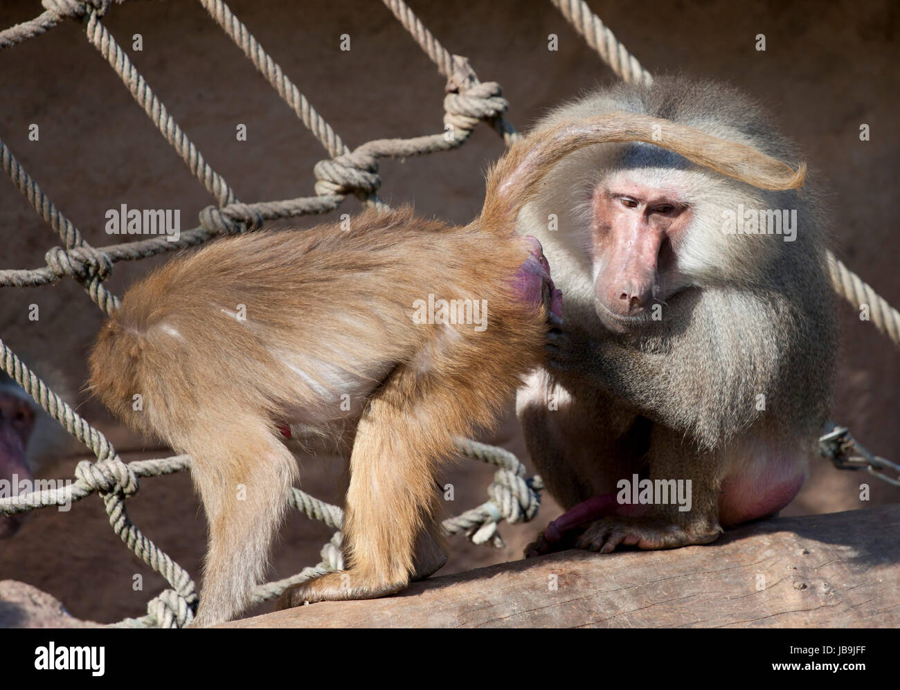 Portrait of friendly baboon Stock Photo - Alamy