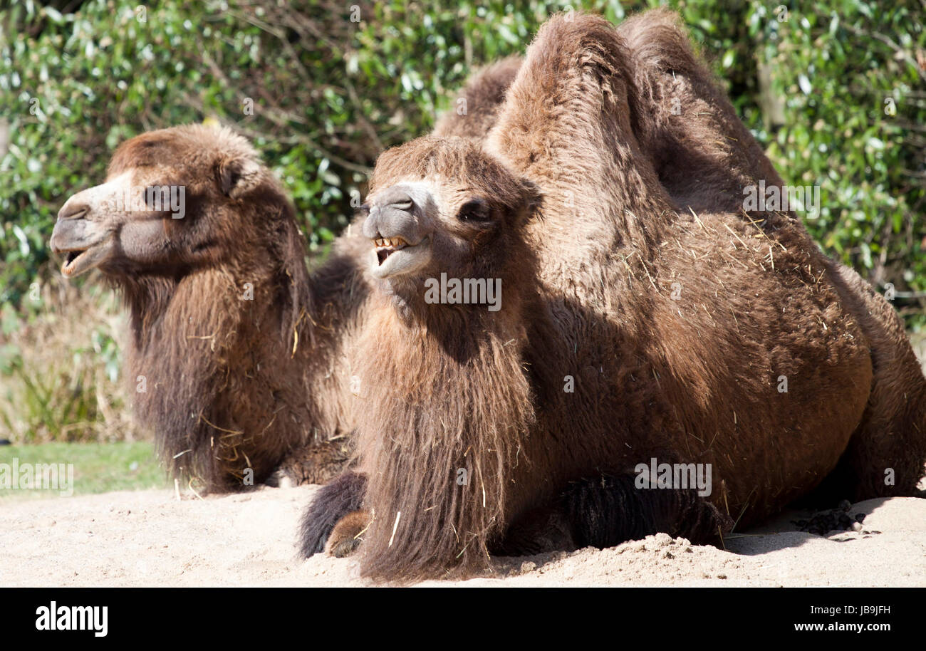 Bactrian Camels sitting Stock Photo - Alamy