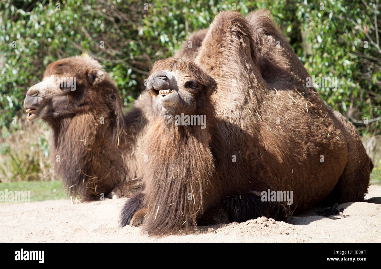Bactrian Camels sitting Stock Photo - Alamy