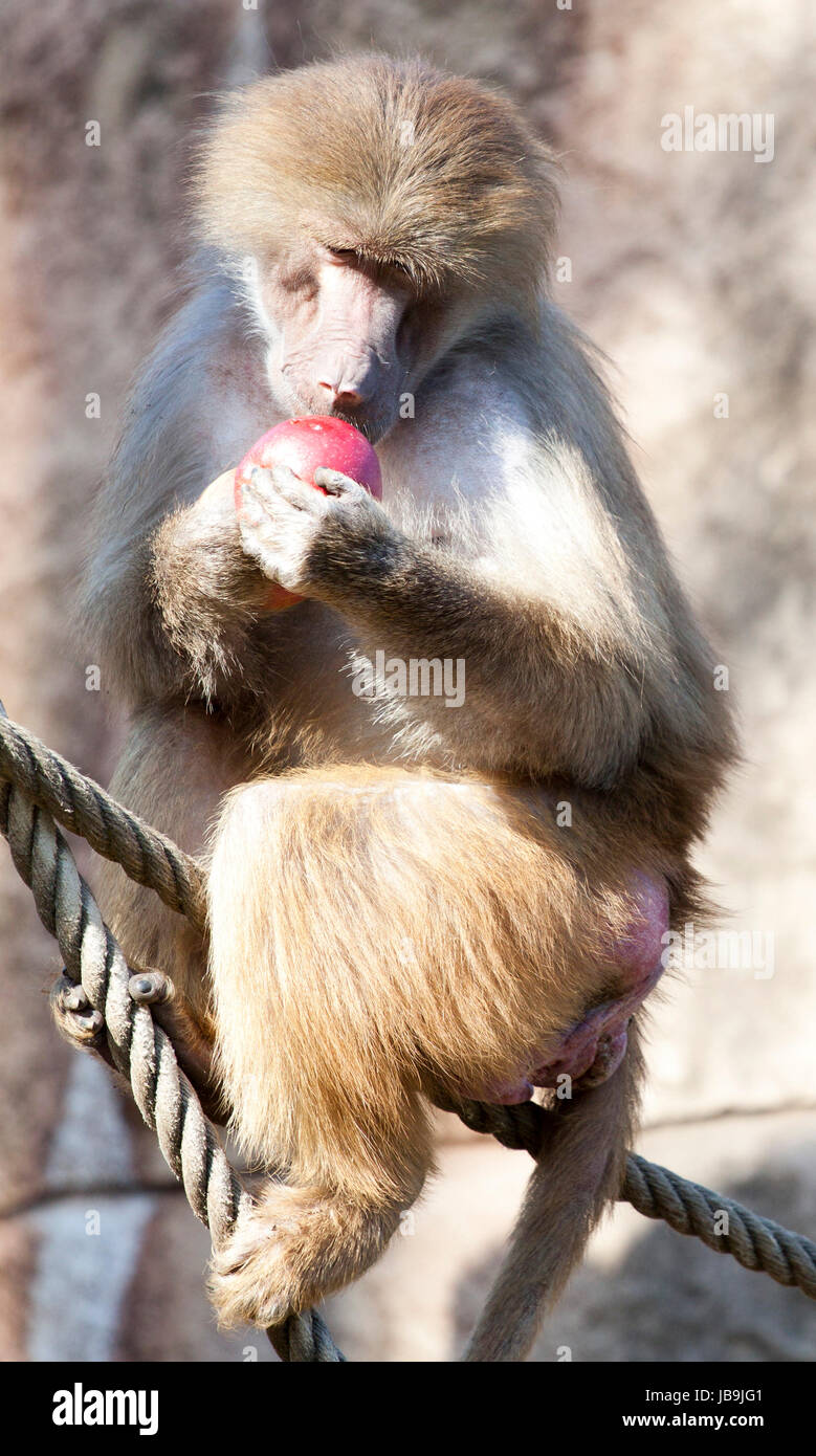 Portrait of friendly baboon Stock Photo - Alamy