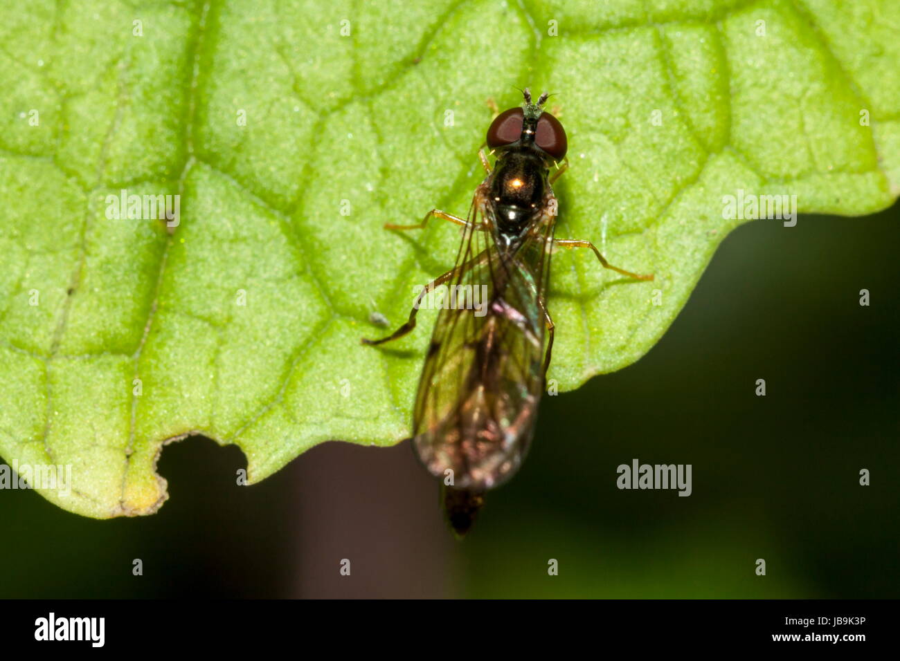 Conopid fly hi-res stock photography and images - Alamy