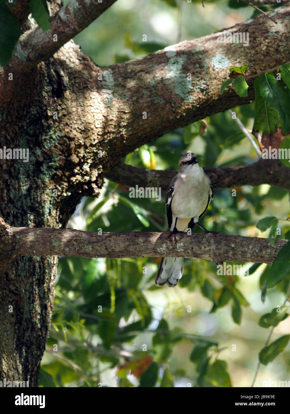 Northern Mockingbird singing from a branch on a tree Stock Photo - Alamy