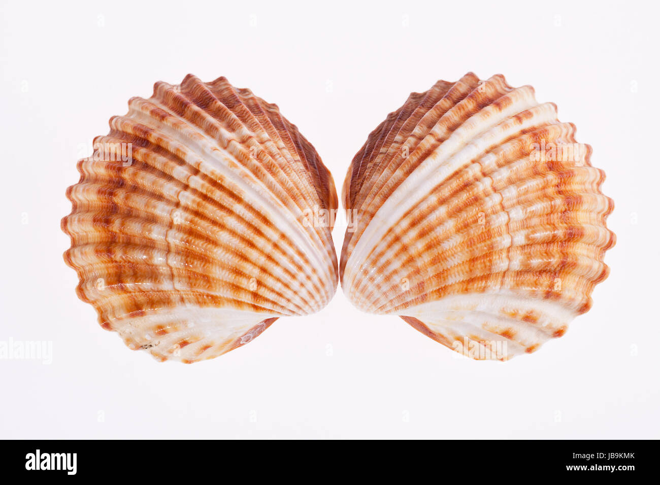 two seashells isolated on white background Stock Photo - Alamy