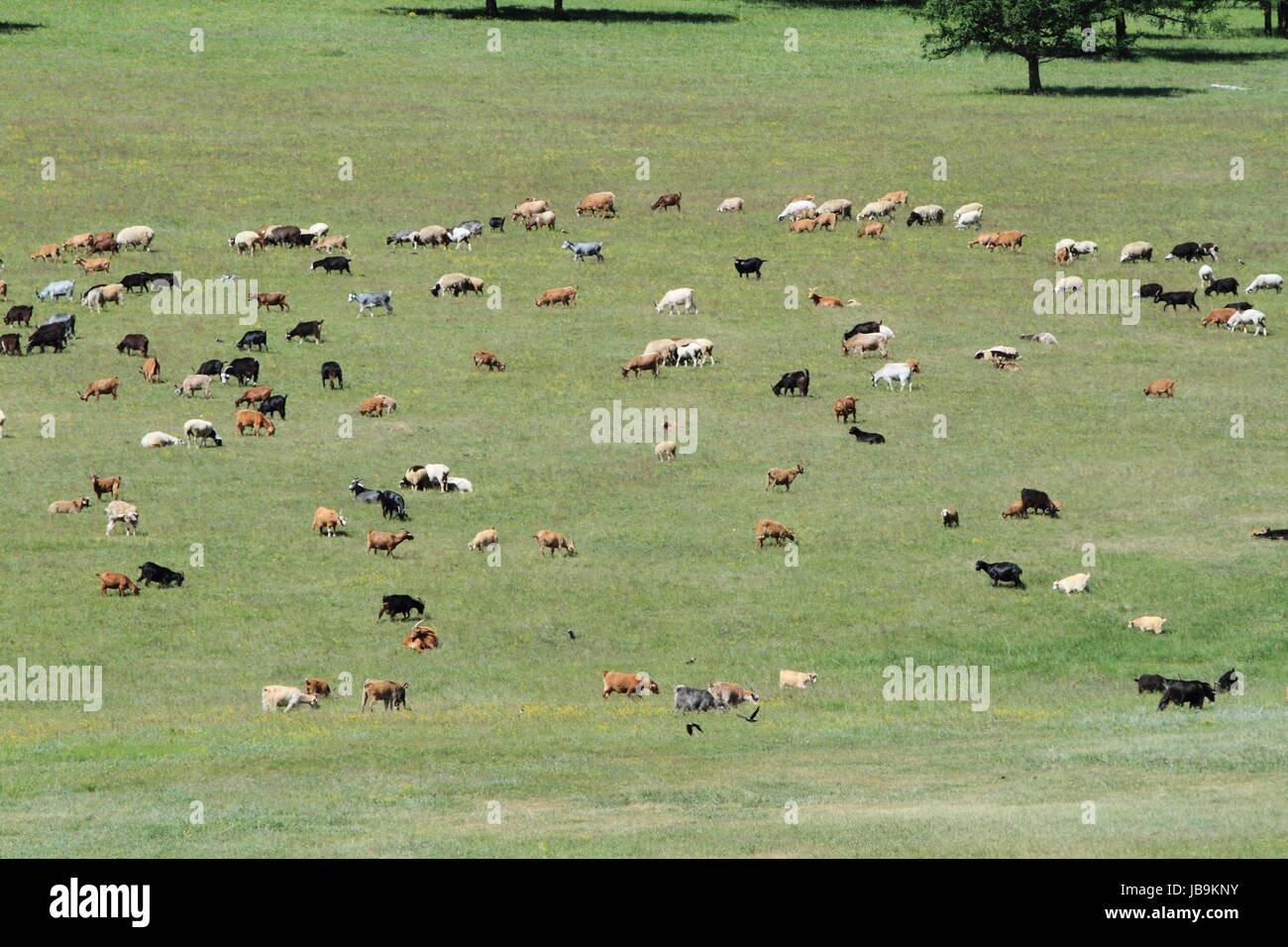 Schafhirte hi-res stock photography and images - Alamy
