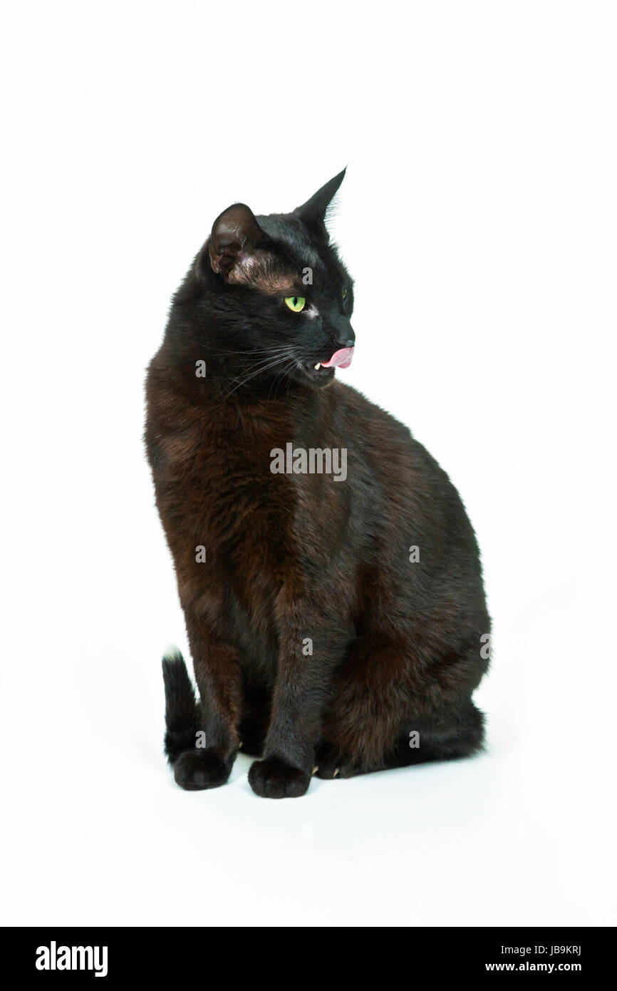 Proud Tomcat on white background Stock Photo - Alamy