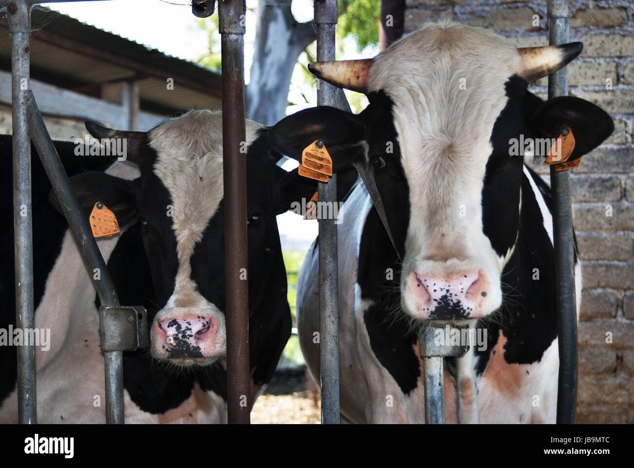 Italian cattle rearing: some cows in a farm Stock Photo - Alamy
