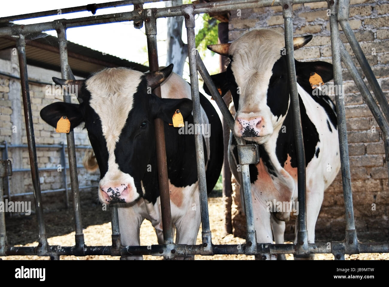 Cattle Rearing High Resolution Stock Photography and Images - Alamy