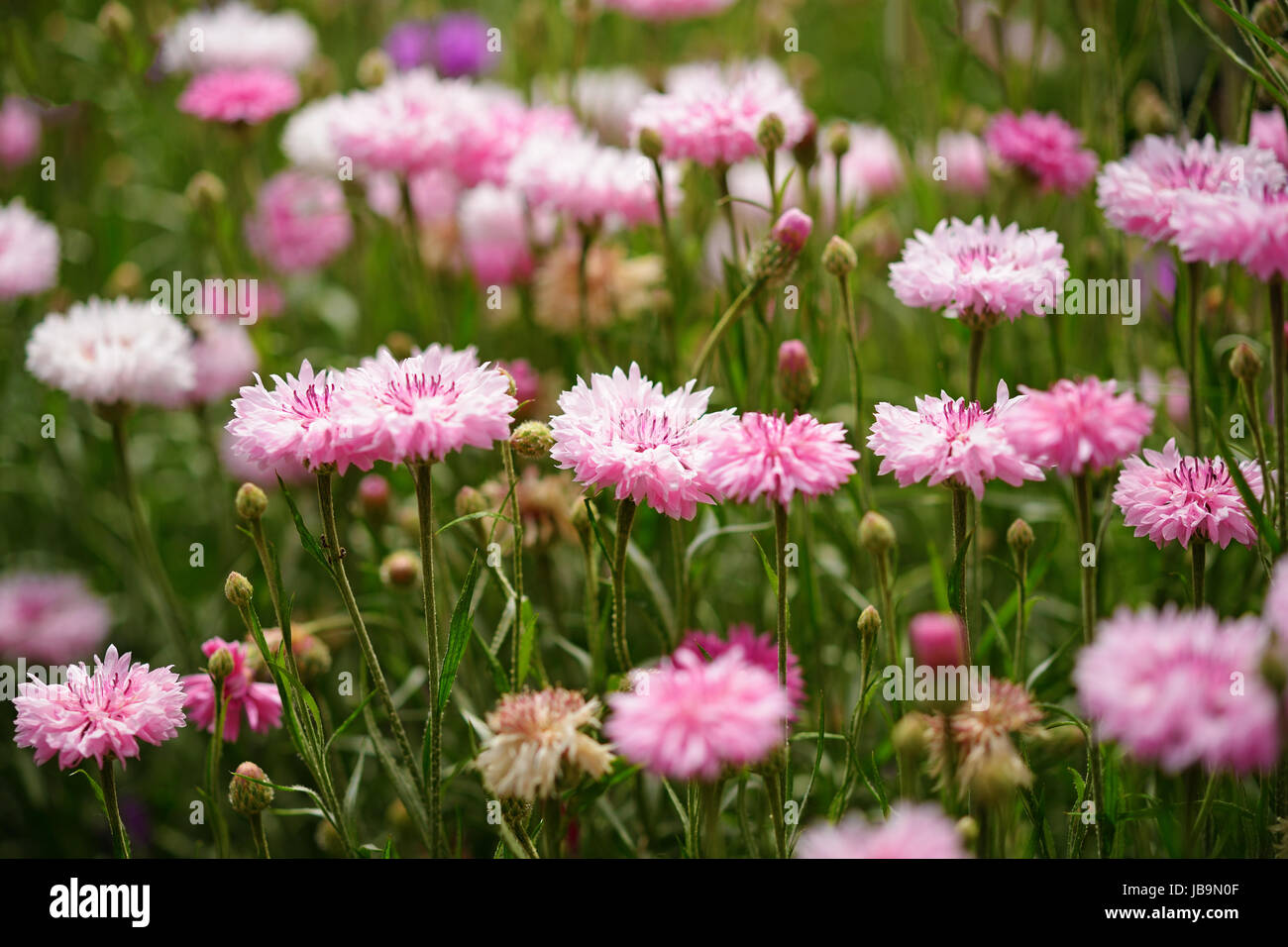 Pink cornflowers in garden Stock Photo - Alamy