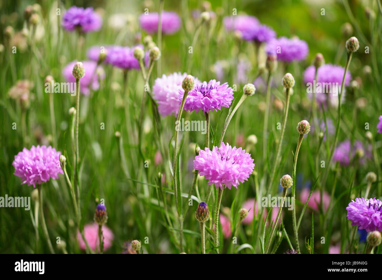 Purple cornflowers in garden Stock Photo - Alamy