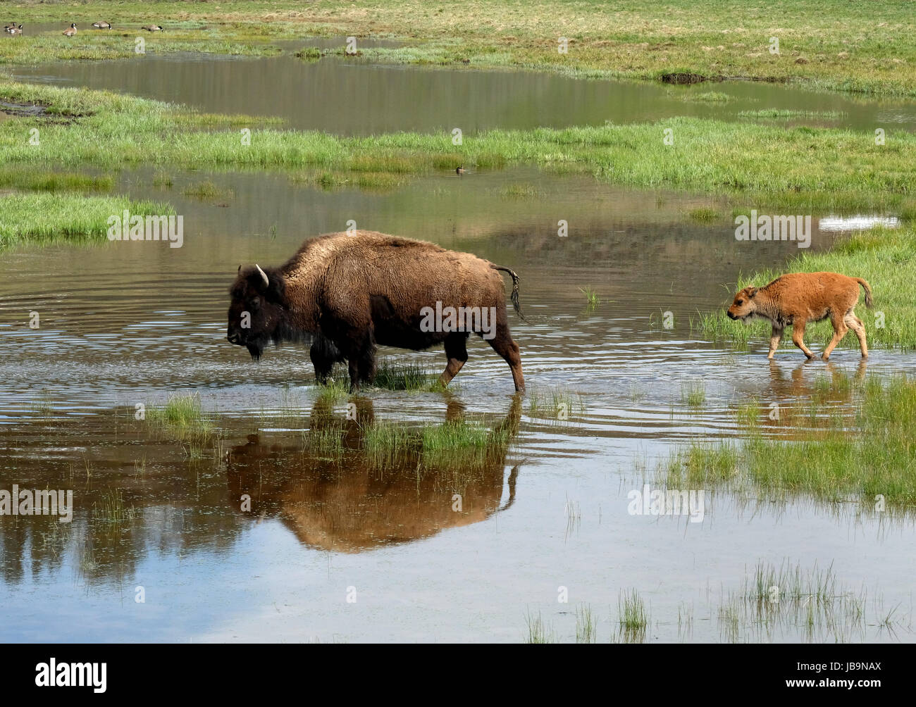 North American Bison and calf wade through flooded pasture land in the ...
