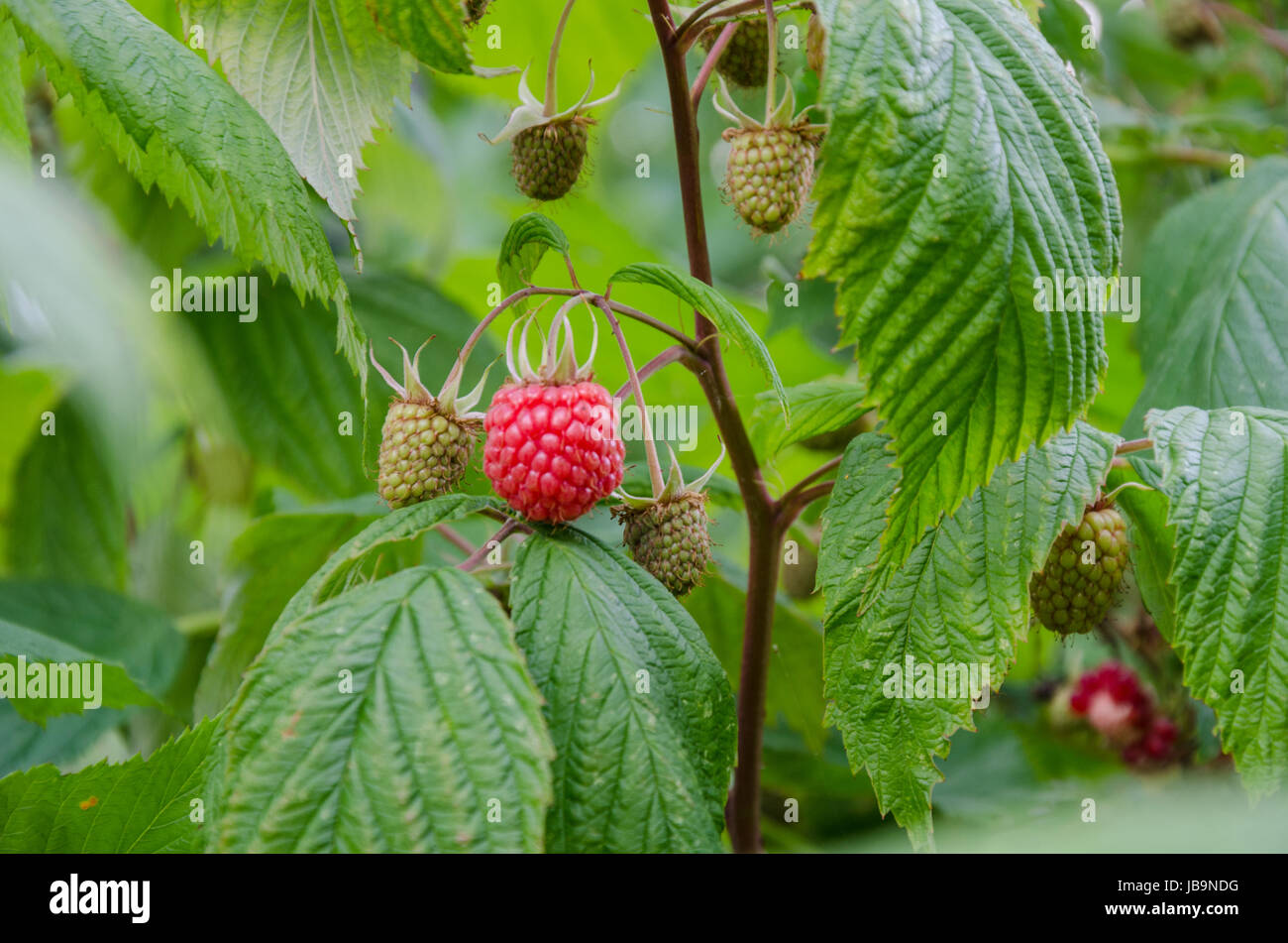 Raspberry bush hi-res stock photography and images - Alamy