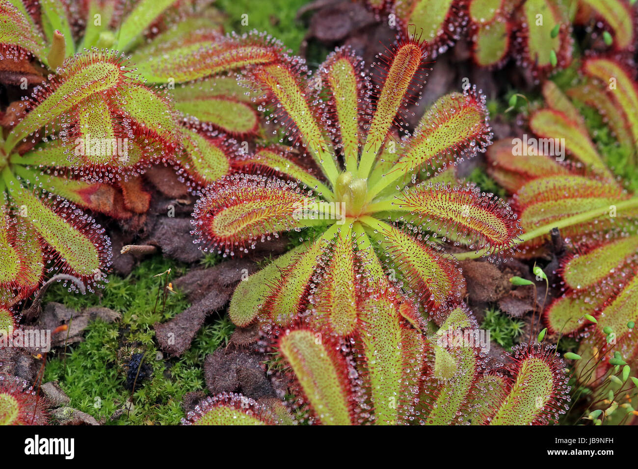 sundew drosera capensis Stock Photo - Alamy