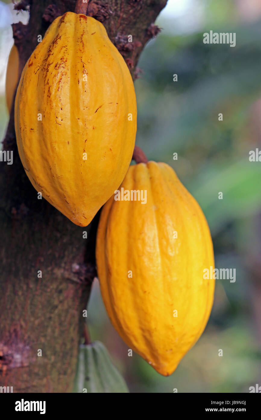 ripe fruit of the cocoa tree Stock Photo - Alamy