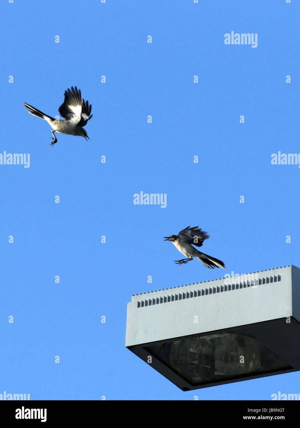 Two Northern Mockingbirds aggressively flying at each other, fighting ...