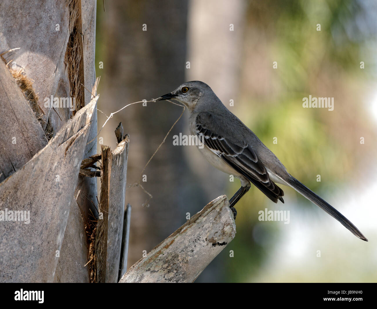 Northern mockingbird, nest hi-res stock photography and images - Alamy