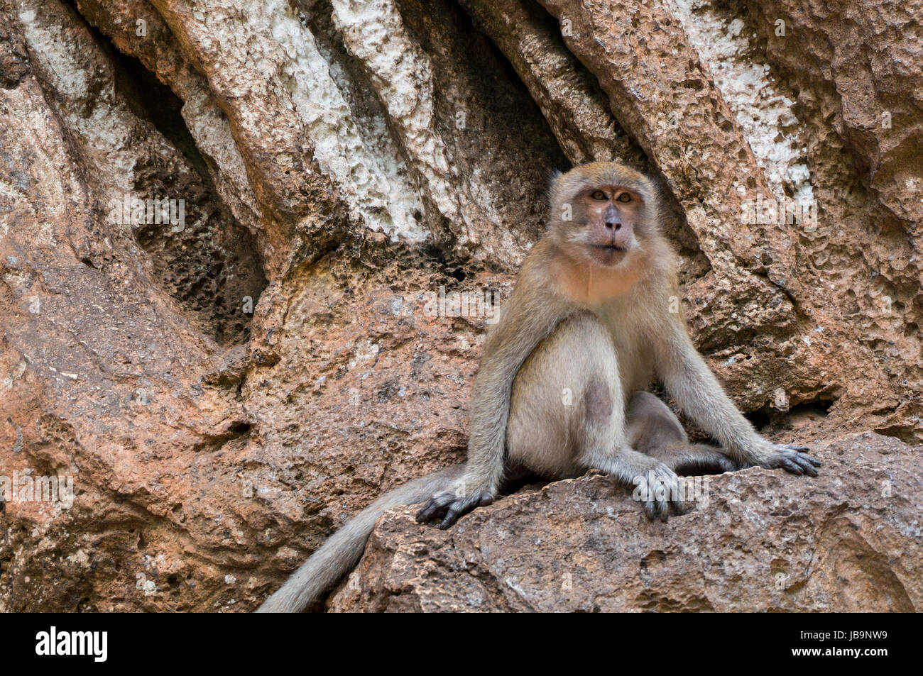 Stone monkey watching the sea hi-res stock photography and images - Alamy