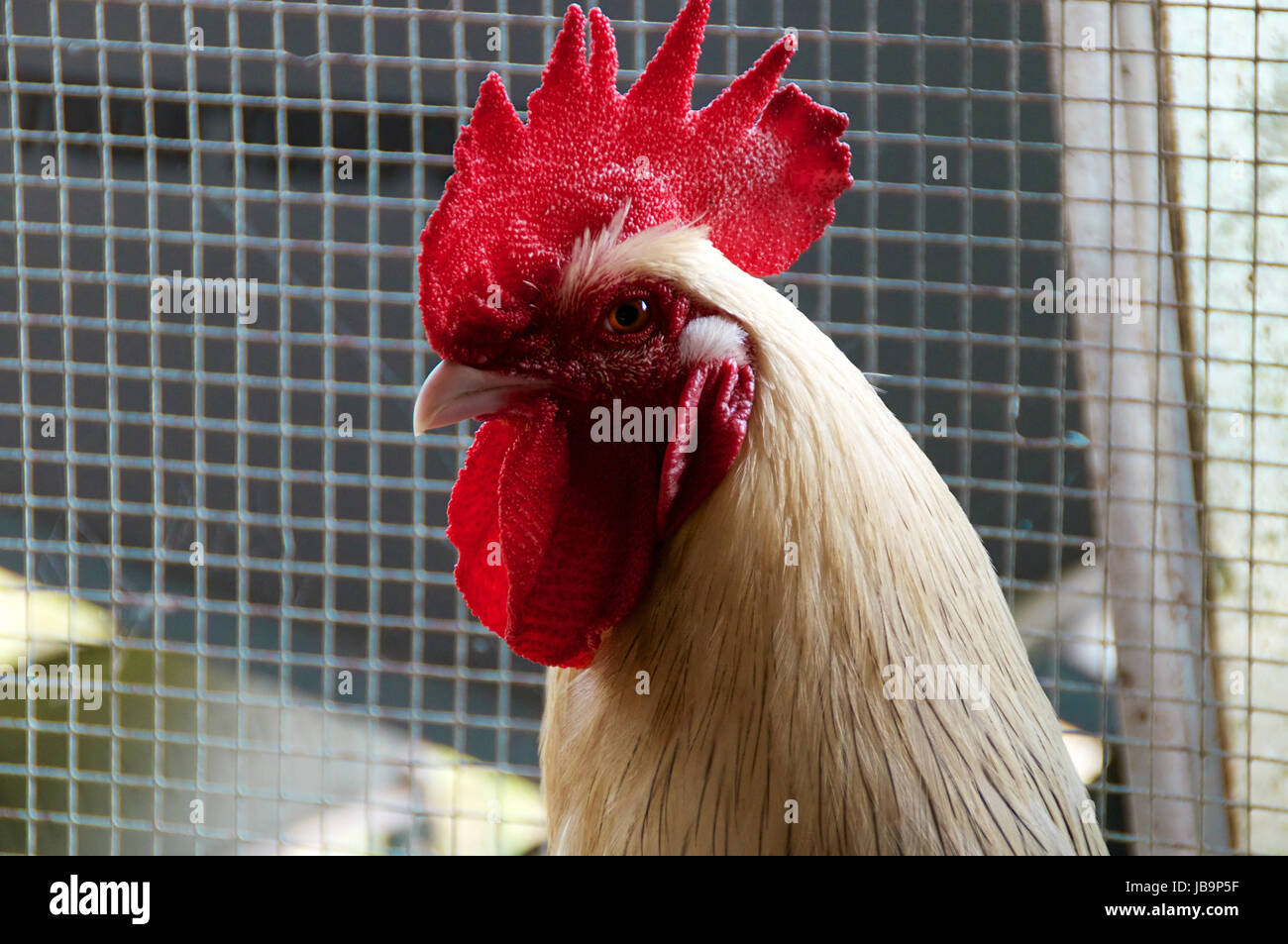 A serious looking white maran rooster inside chicken coop Stock Photo - Alamy