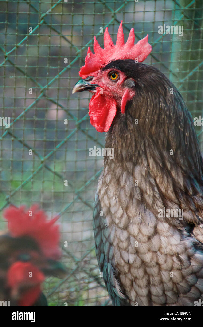 A serious looking grey maran rooster in chicken coop Stock Photo - Alamy