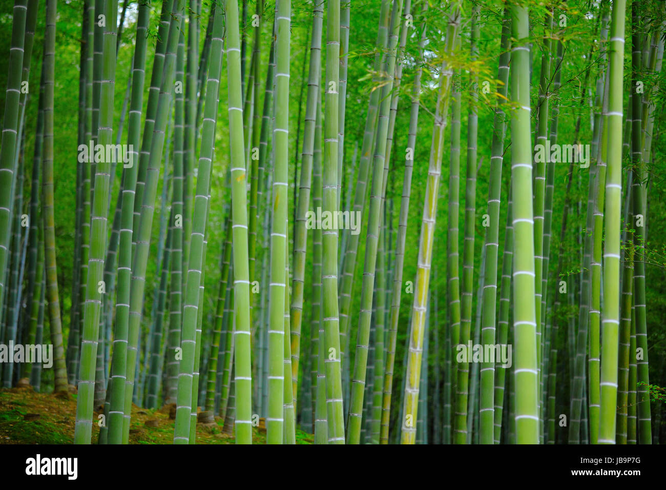 Bamboo forest at outdoor Stock Photo - Alamy