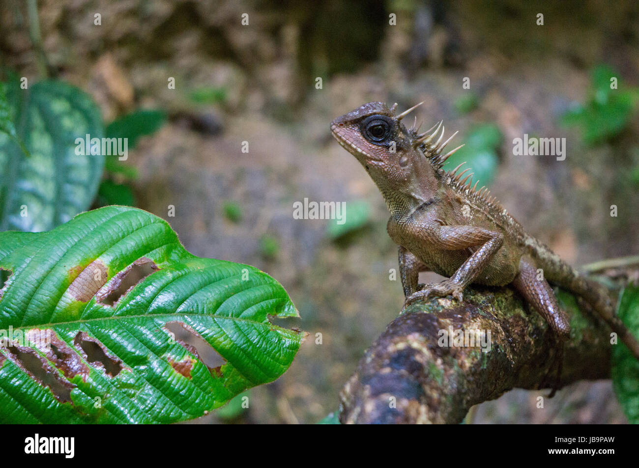 Masked spiny lizard hi-res stock photography and images - Alamy