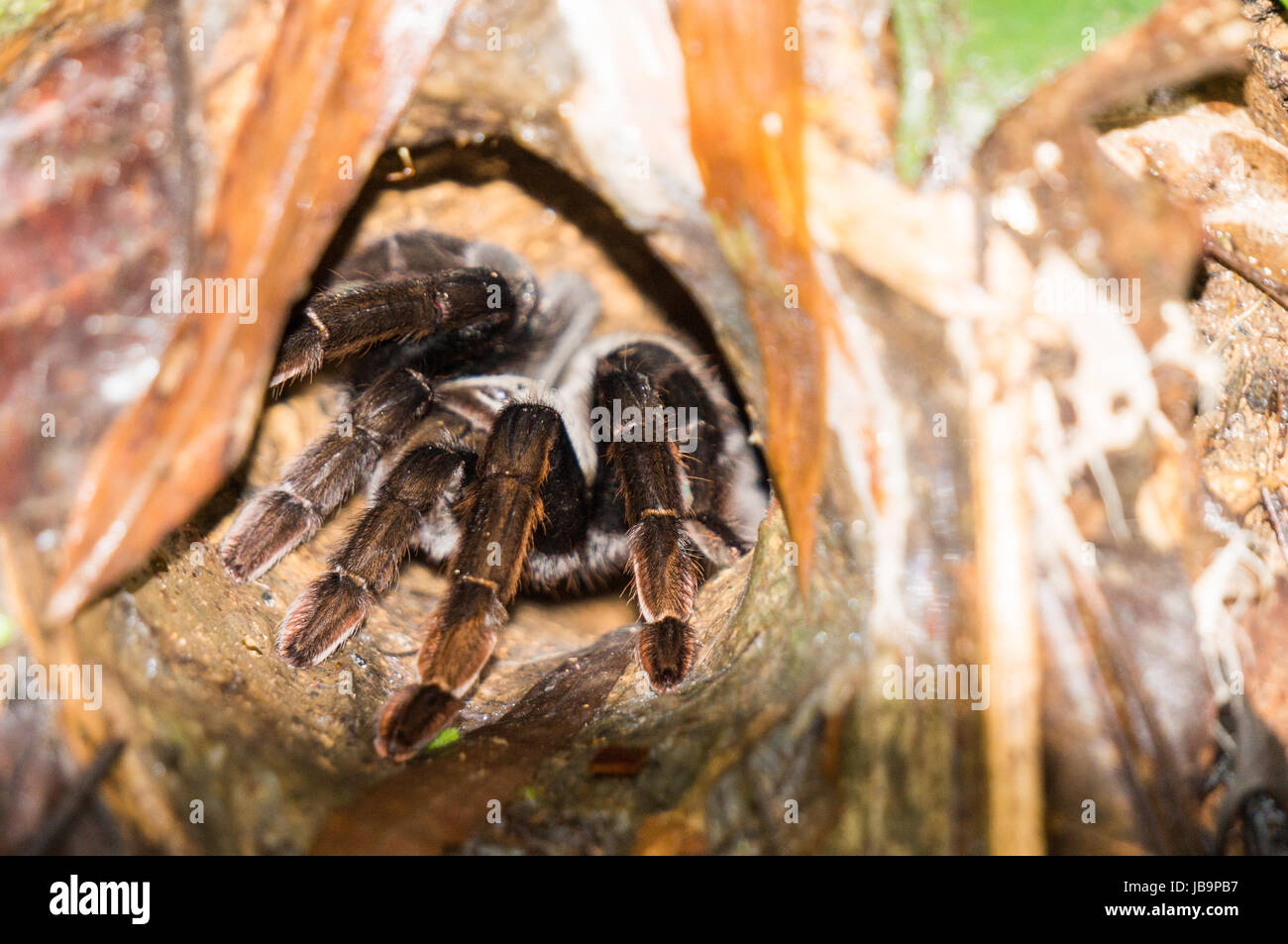 Tarantula burrow hi-res stock photography and images - Alamy