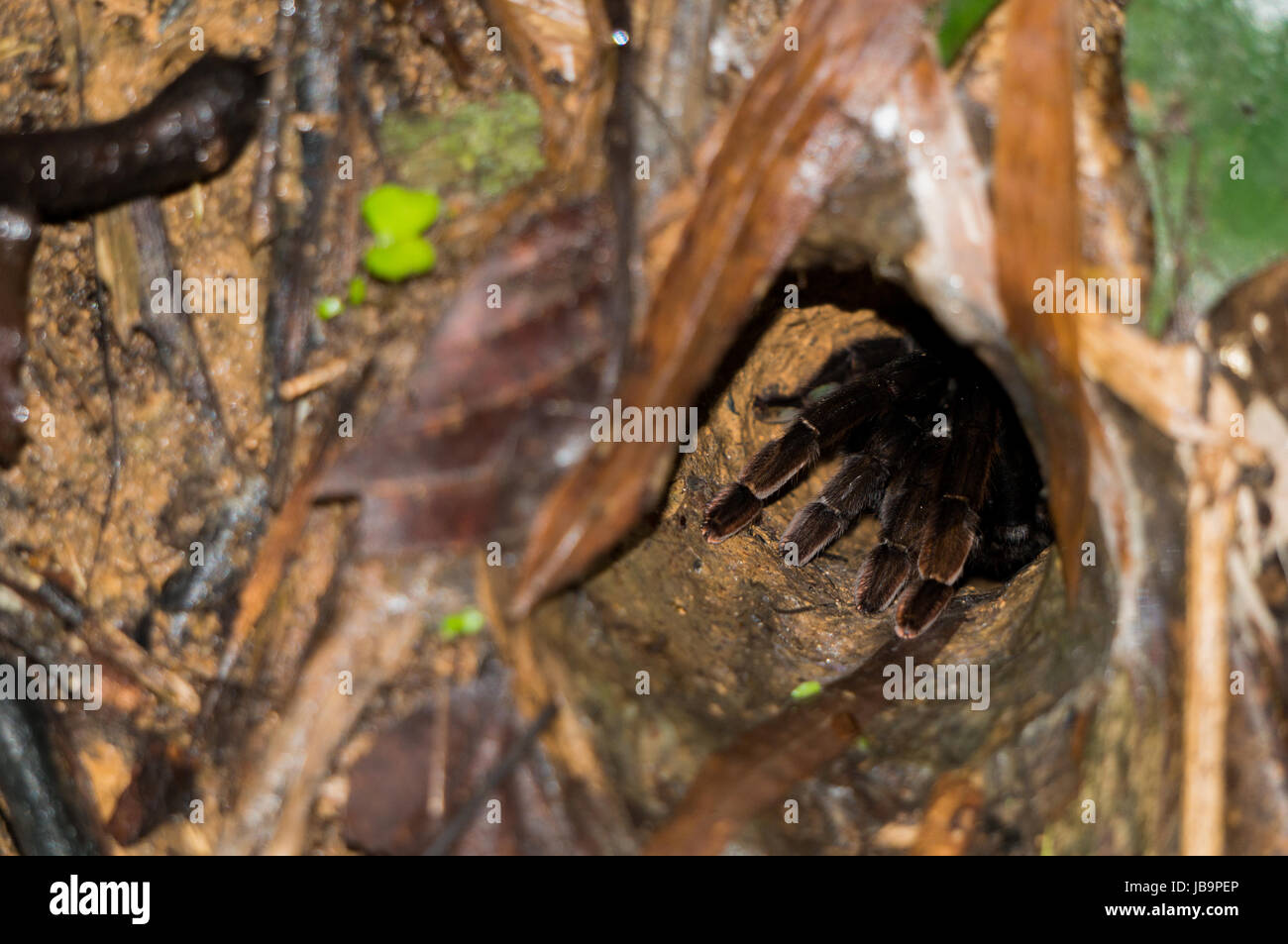 Tarantula burrow hi-res stock photography and images - Alamy