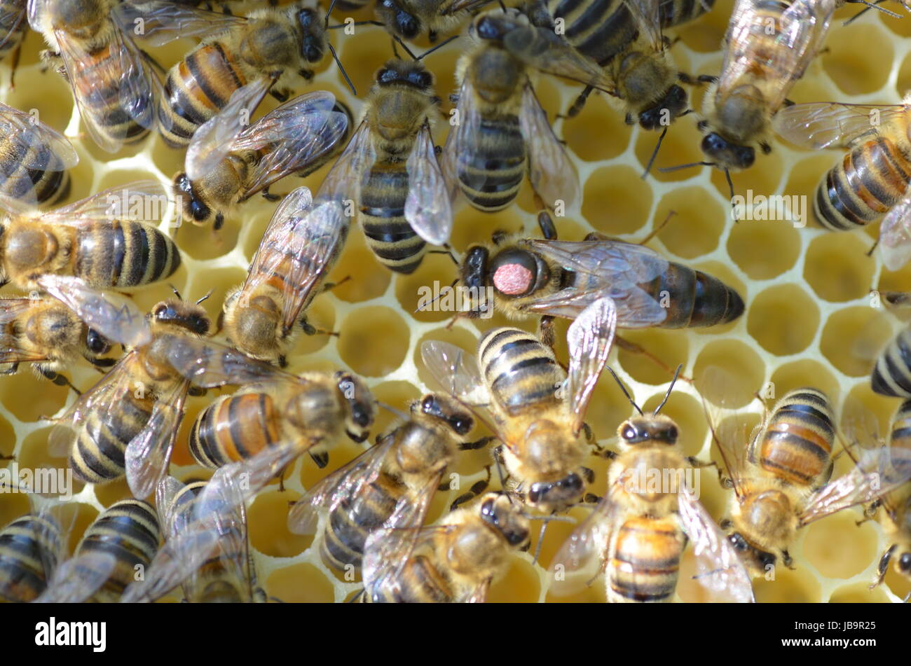 queen bee on the honeycomb Stock Photo - Alamy